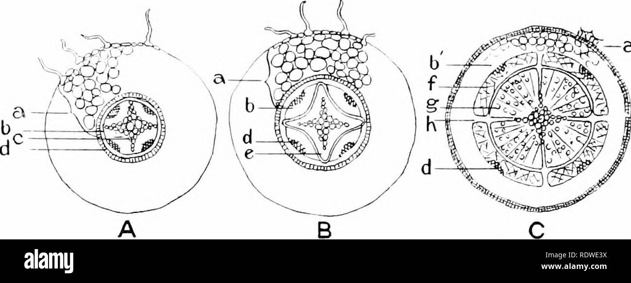 Piliferous hi-res stock photography and images - Alamy