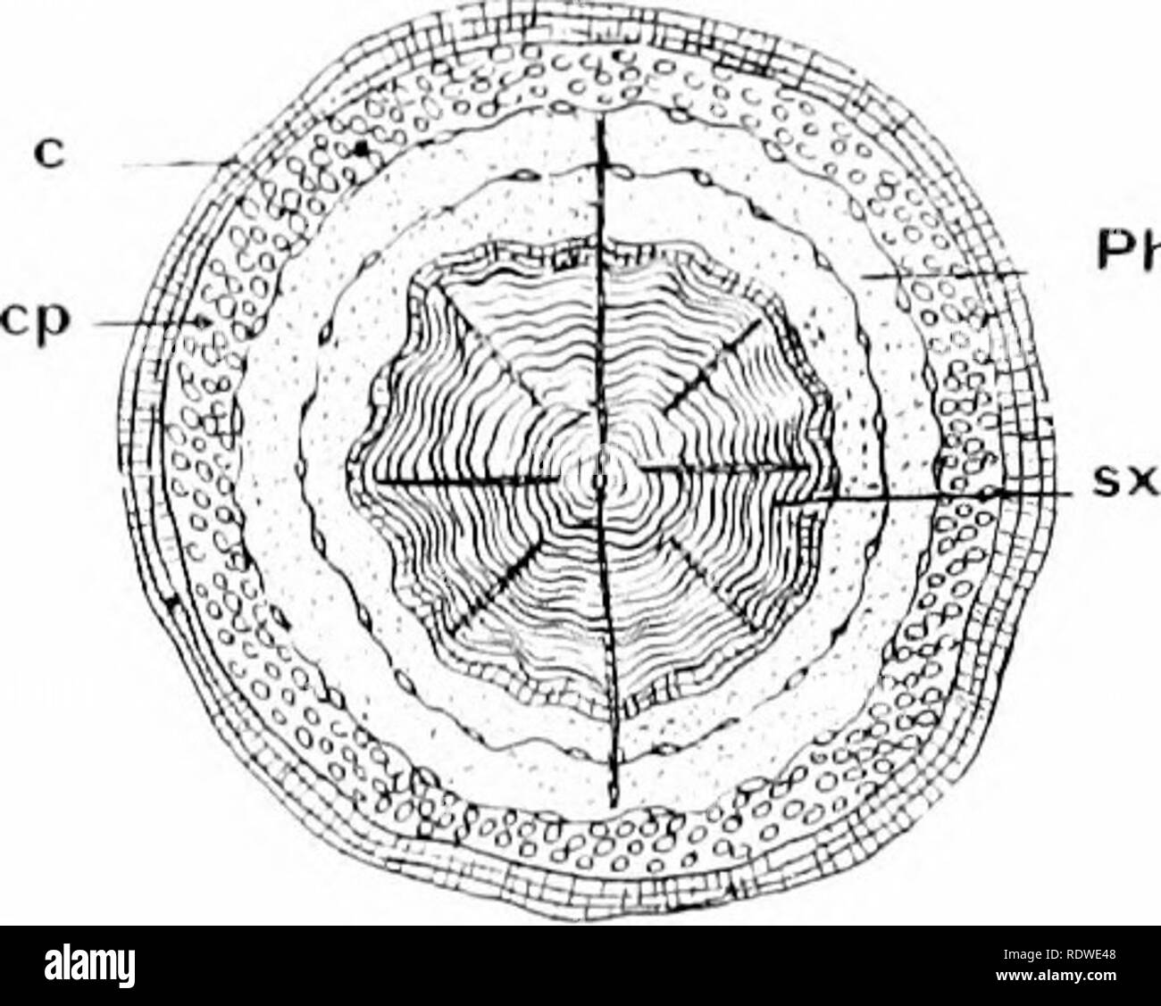 . Plants and their ways in South Africa. Botany; Botany. Stem and Root ...