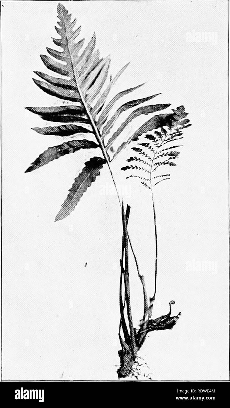 Fern leaf pinnules Black and White Stock Photos & Images - Alamy