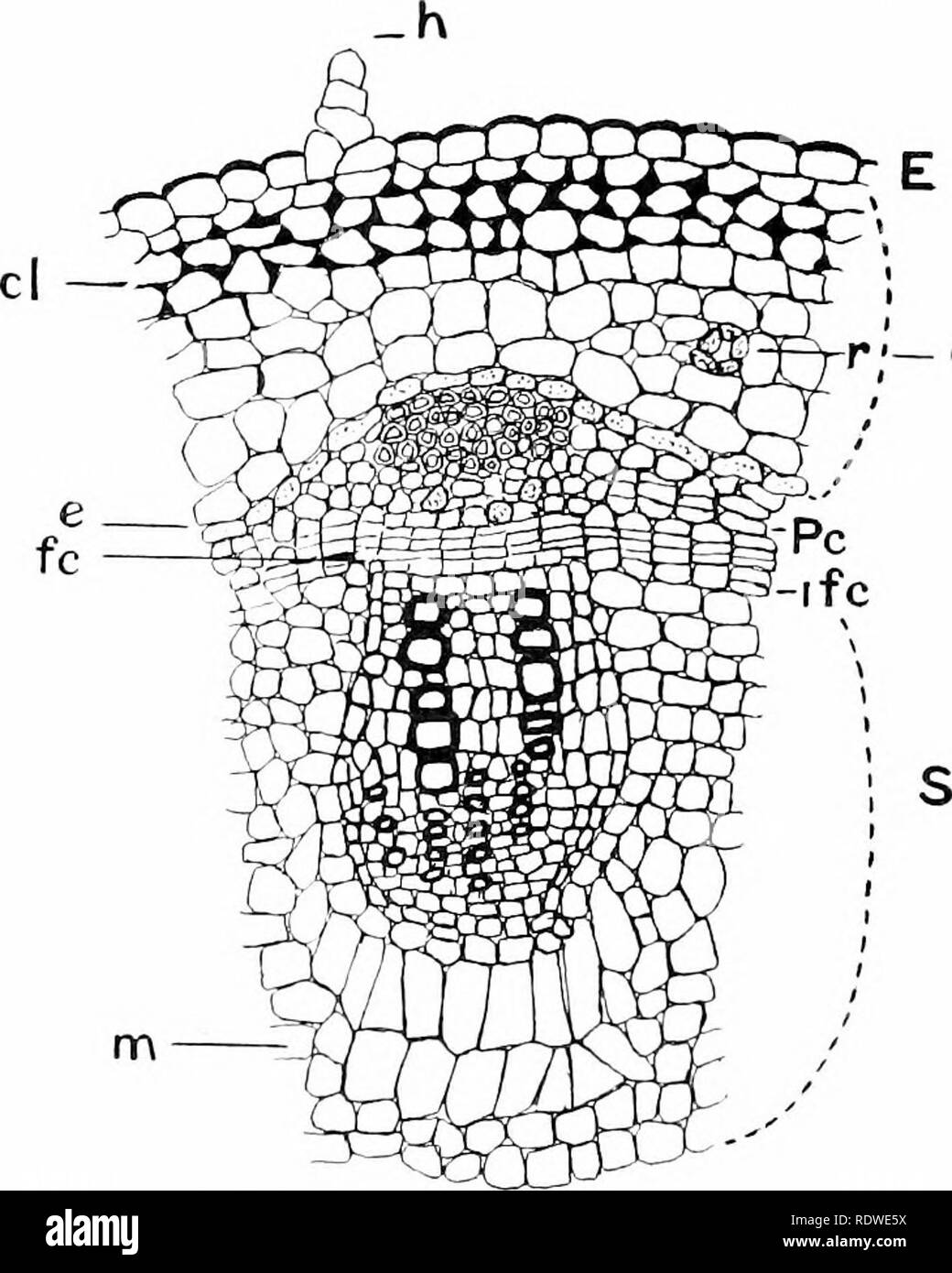 Cross section plant stem phloem xylem hi-res stock photography and ...