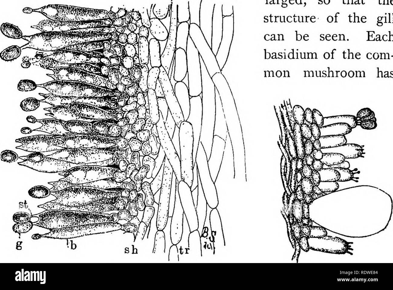 . Elementary botany. Botany. 328 ECOLOG V. shorter ones. Around the ...