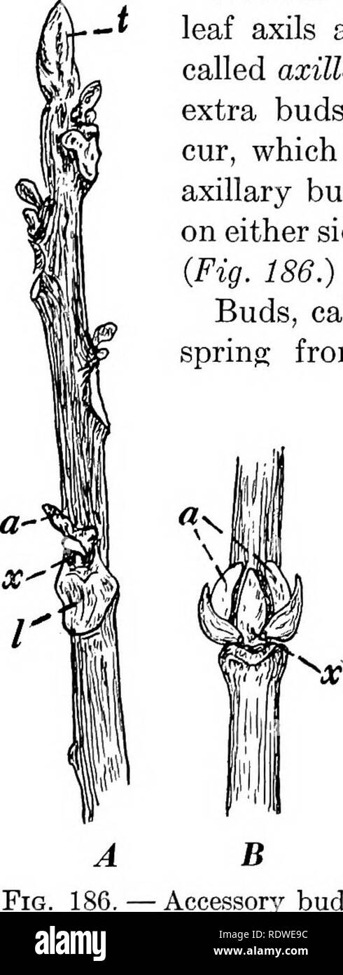 . Botany, with agricultural applications. Botany. 206 BUDS. Position of ...