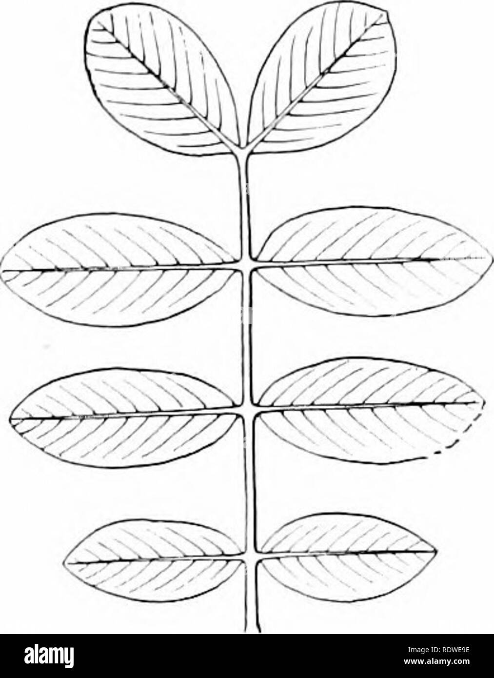 Green trifoliate leaves Black and White Stock Photos & Images - Alamy