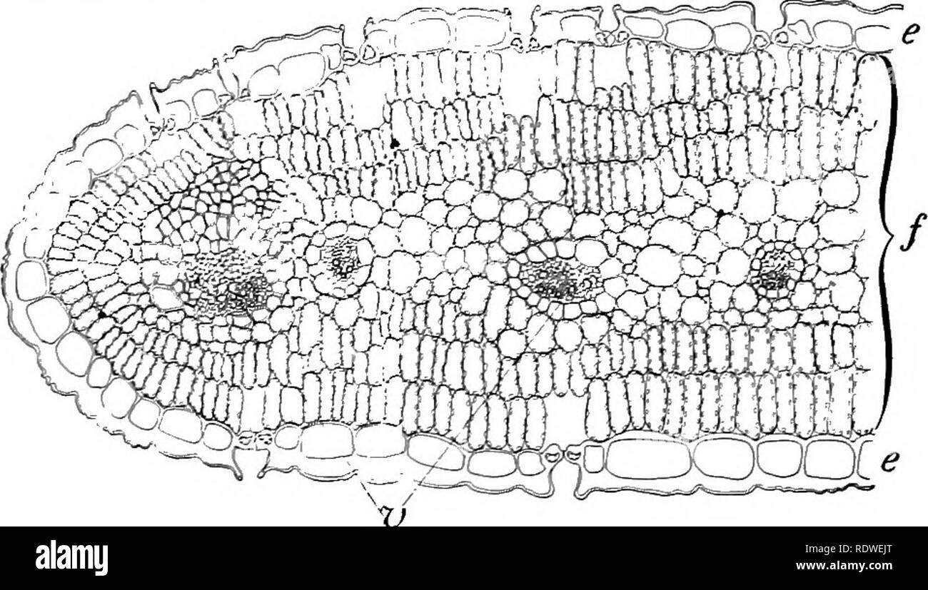 . Botany, with agricultural applications. Botany. 132 CELLS AND TISSUES ...