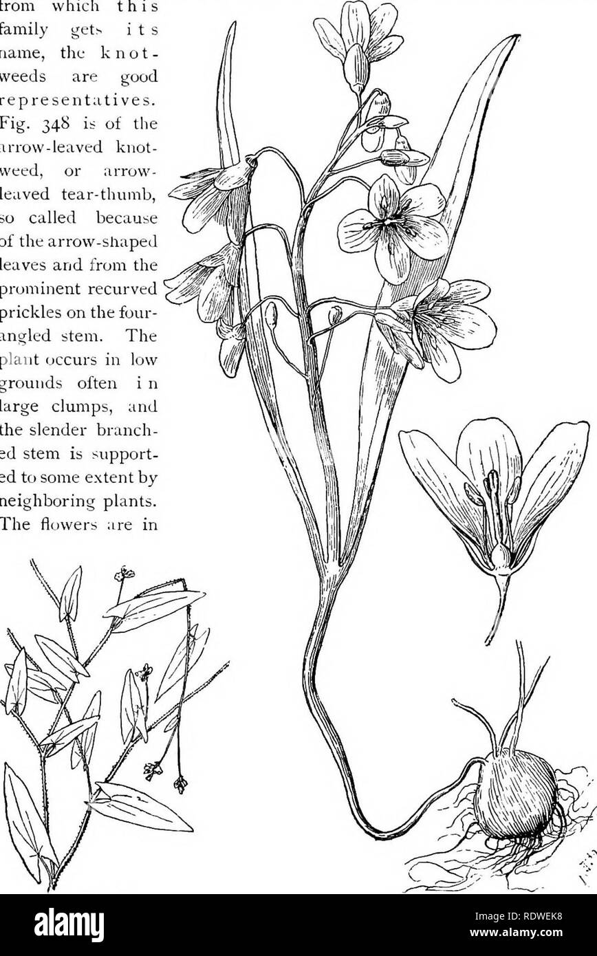 Prominent knot Black and White Stock Photos & Images - Alamy