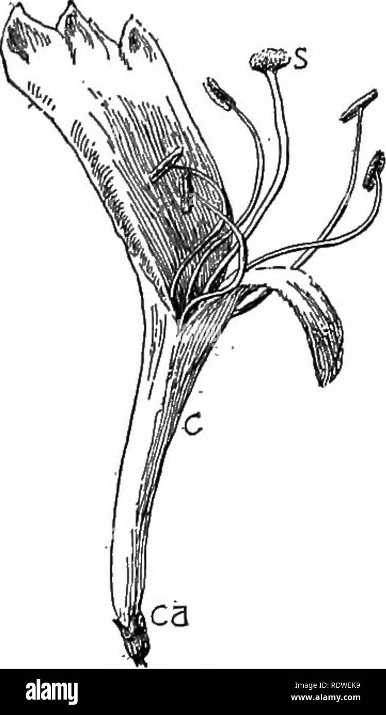 . Nature and development of plants. Botany. Fig. 267. Fig. 268. Fig ...
