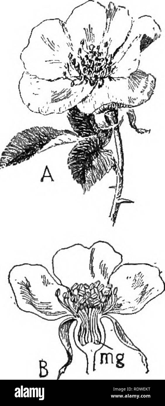 Basal Angiosperms High Resolution Stock Photography and Images - Alamy