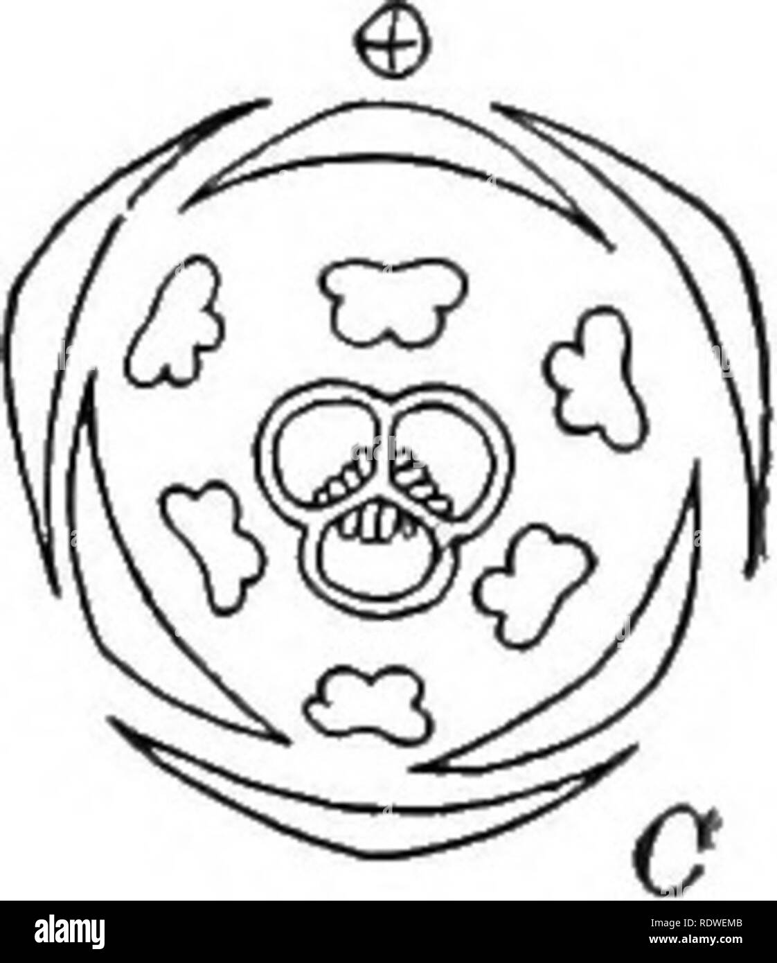 Spathe leaf Black and White Stock Photos & Images - Alamy