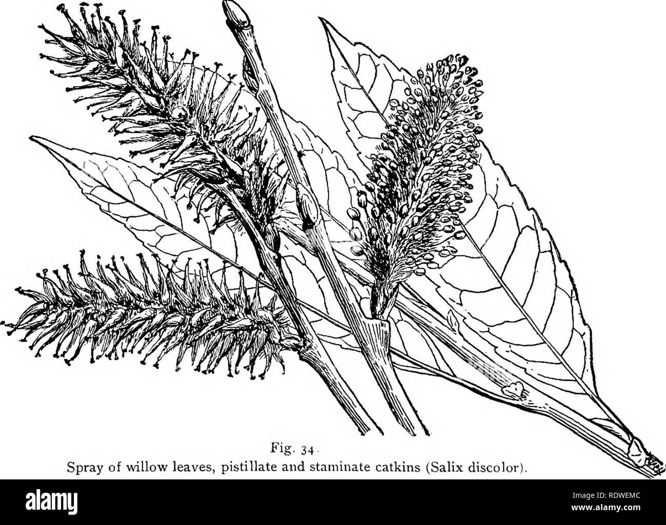 Willow female catkins Black and White Stock Photos & Images - Alamy