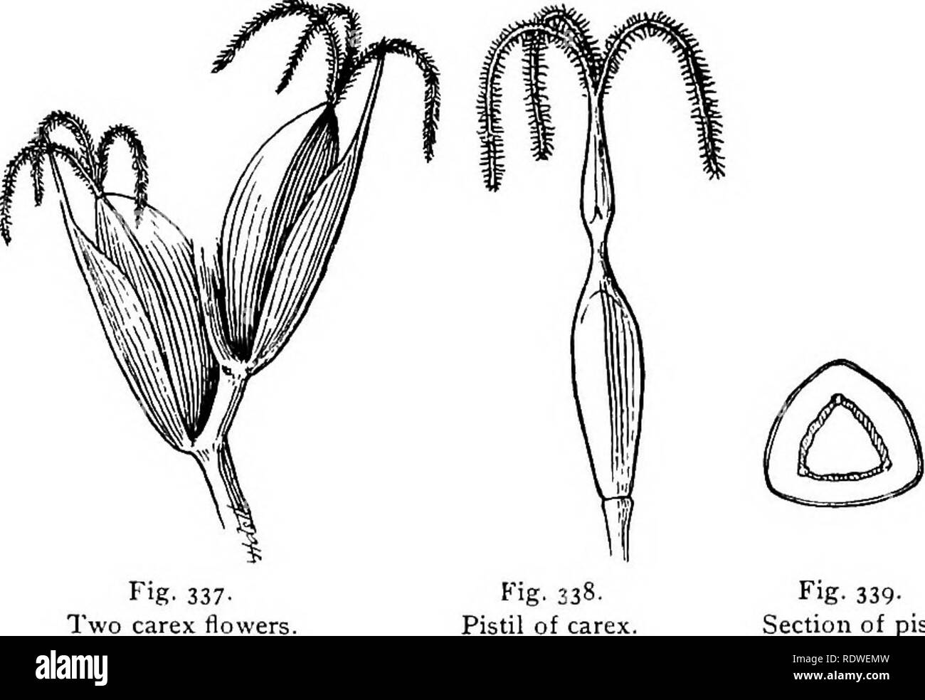 . Elementary botany. Botany. PLANT FAMILIES: CYPERACEjE. 26l is a ...
