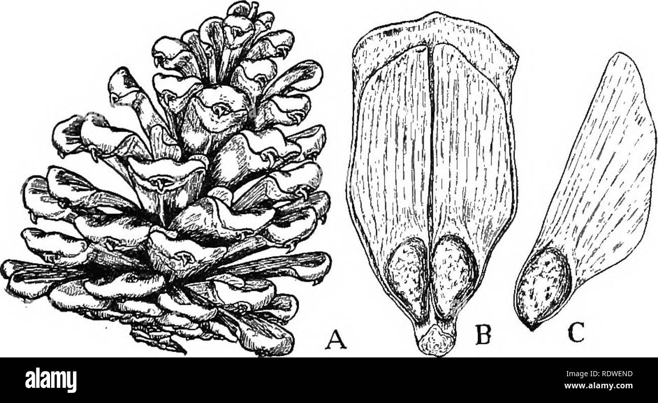 . Nature and development of plants. Botany. 374 THE SEED OF FINALES the ...
