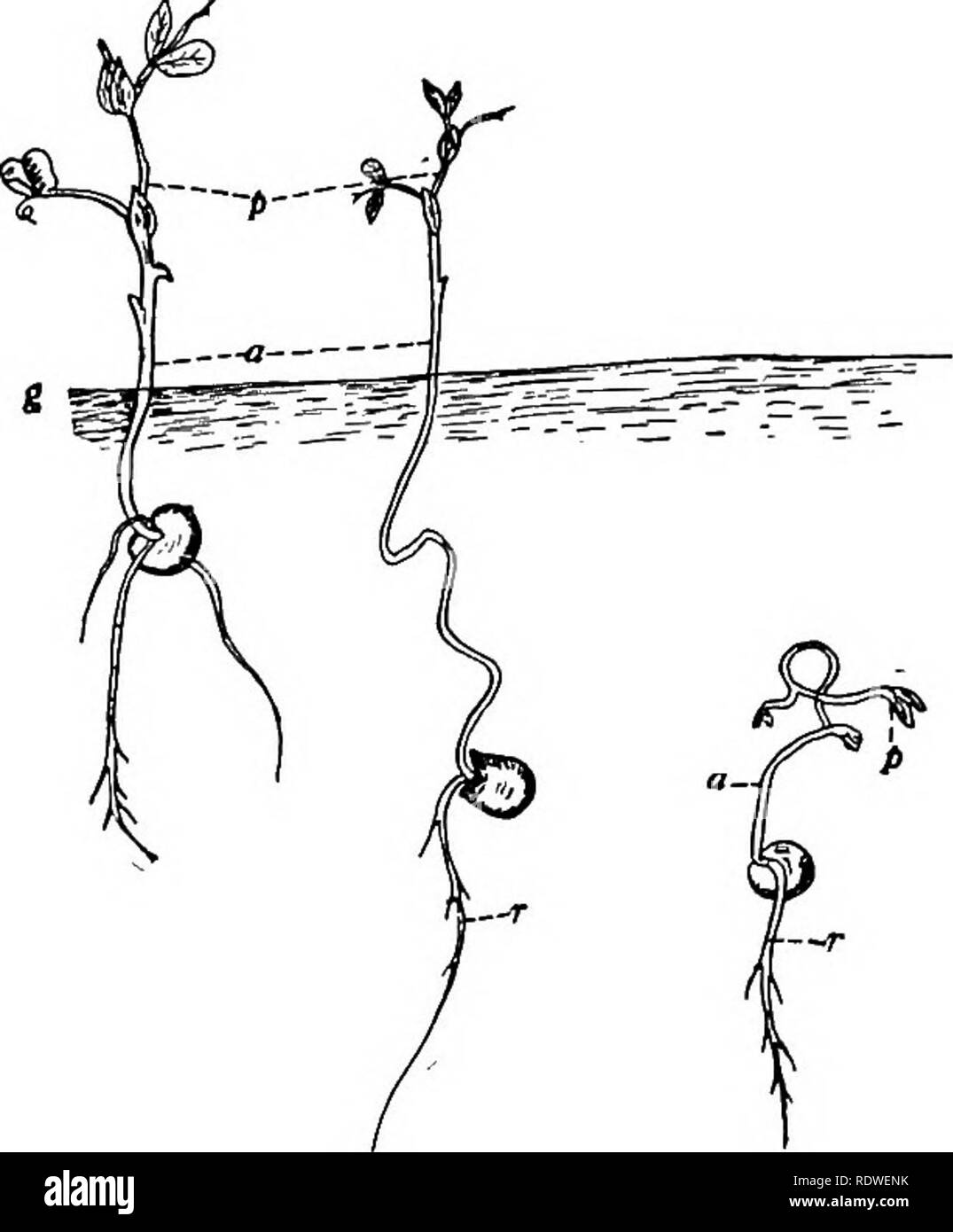 Epicotyl hi-res stock photography and images - Alamy