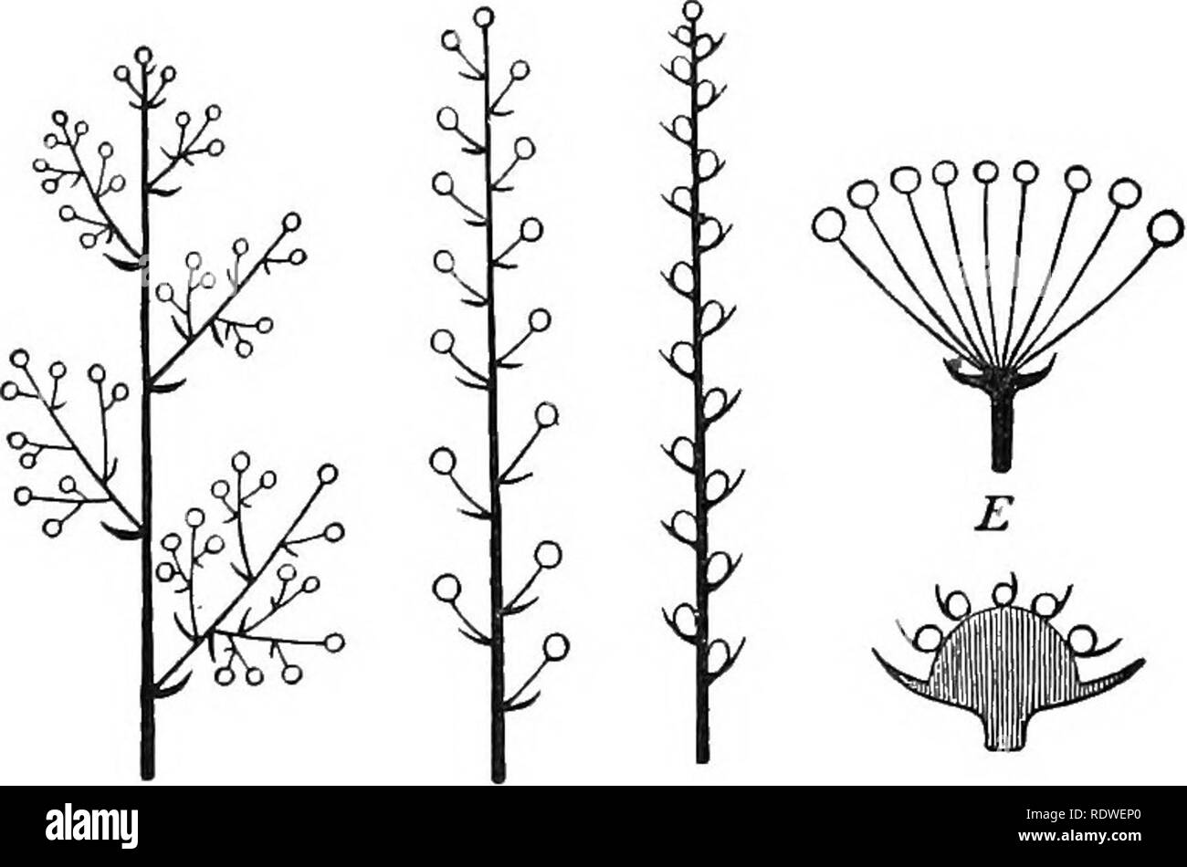 . Essentials of botany. Botany; Botany. 360 ESSENTIALS OF BOTANY. A BCD ...