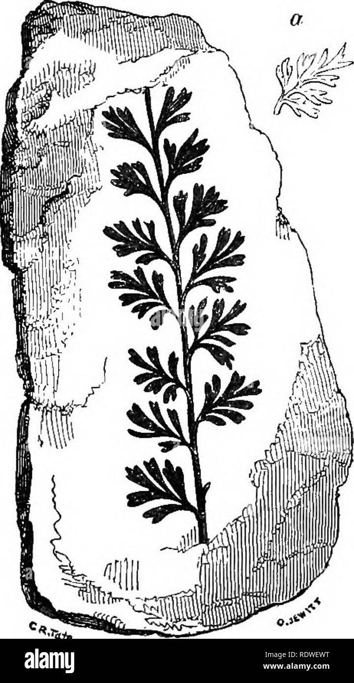 Plant Fossil Drawing