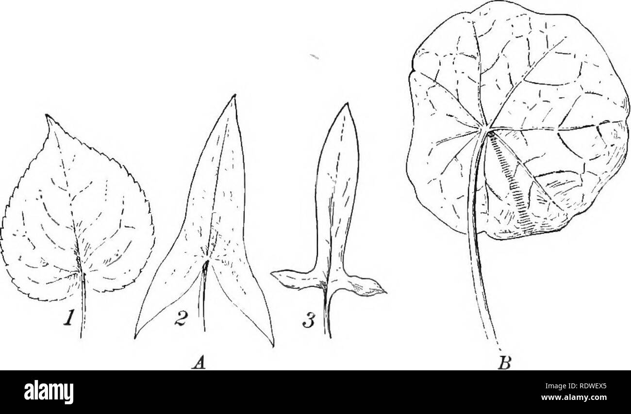 Peltate leaves Black and White Stock Photos & Images - Alamy