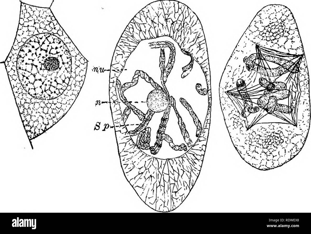 . Elementary botany. Botany. HO MORPHOLOG Y. the nucleus, giving rise ...