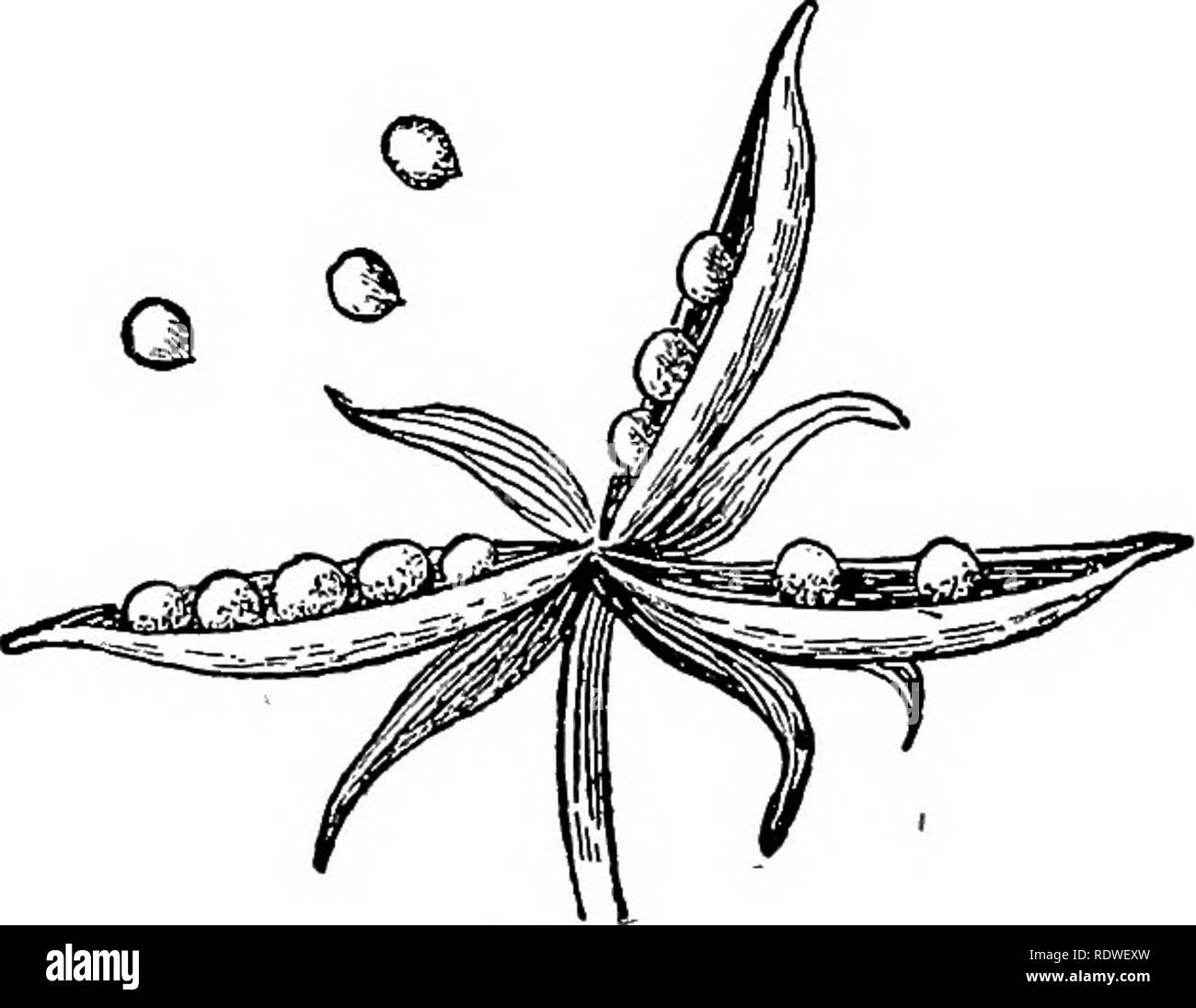 . Botany, with agricultural applications. Botany. SEEDS SCATTERED BY ...