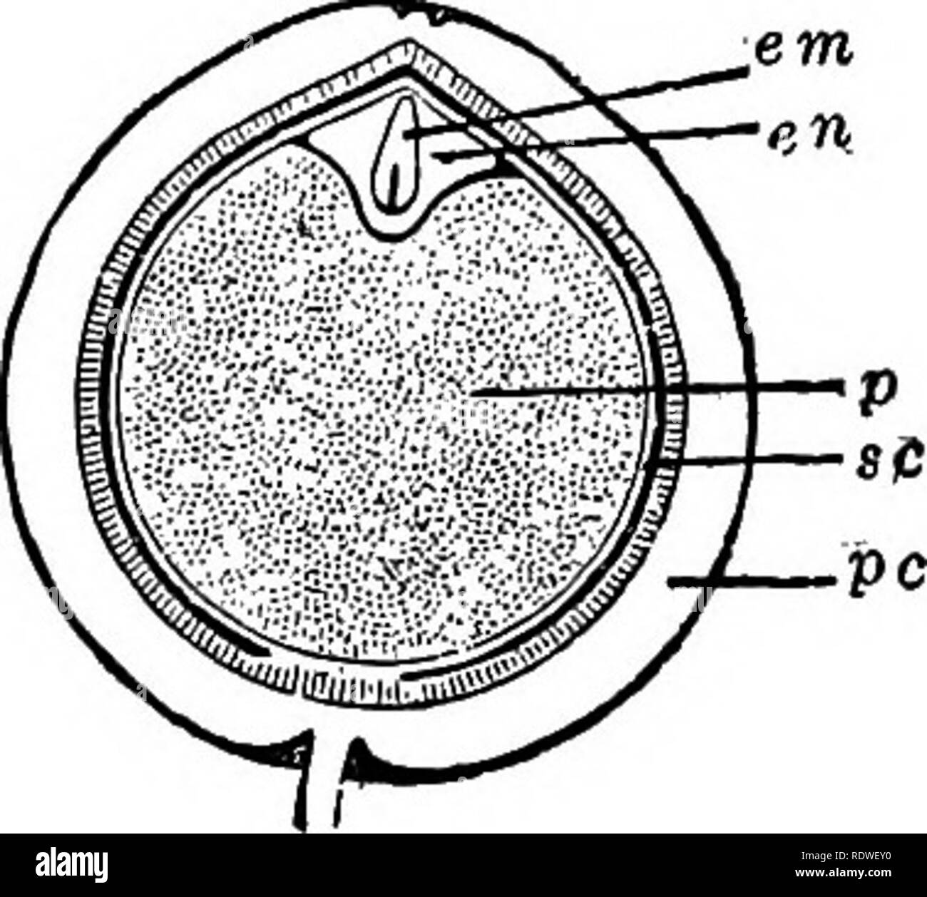 Perisperm Black and White Stock Photos & Images - Alamy