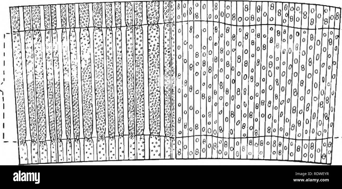 Diffuse porous hi-res stock photography and images - Alamy