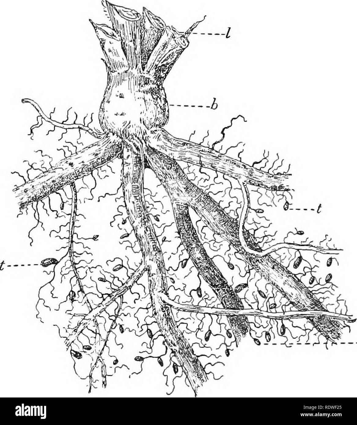 338 known species Cut Out Stock Images & Pictures - Alamy