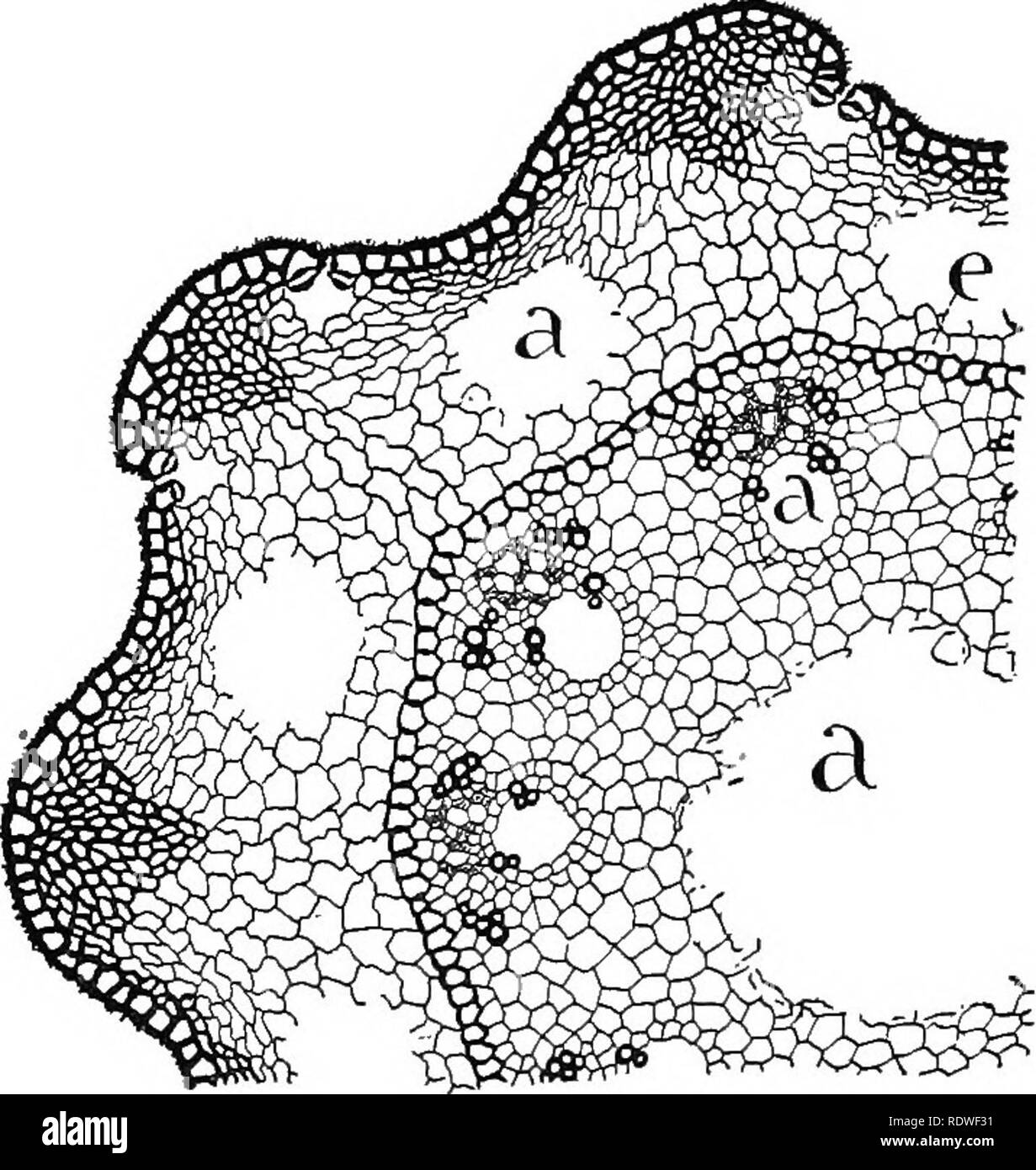 . Nature and development of plants. Botany. 336 STRUCTURE OF EQUISETUM ...