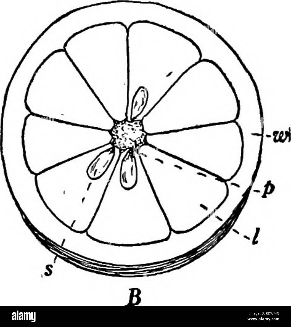 . Botany, with agricultural applications. Botany. FiG. 75. — A, cross ...