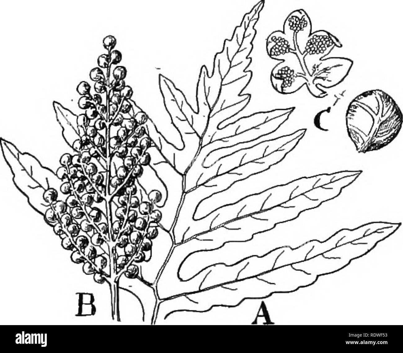 . Nature and development of plants. Botany. 330 GAMETOPHYTE OF ...