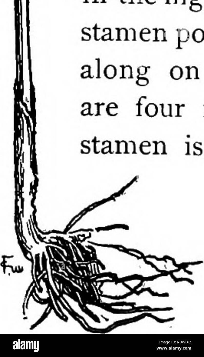 Split corolla hi-res stock photography and images - Alamy