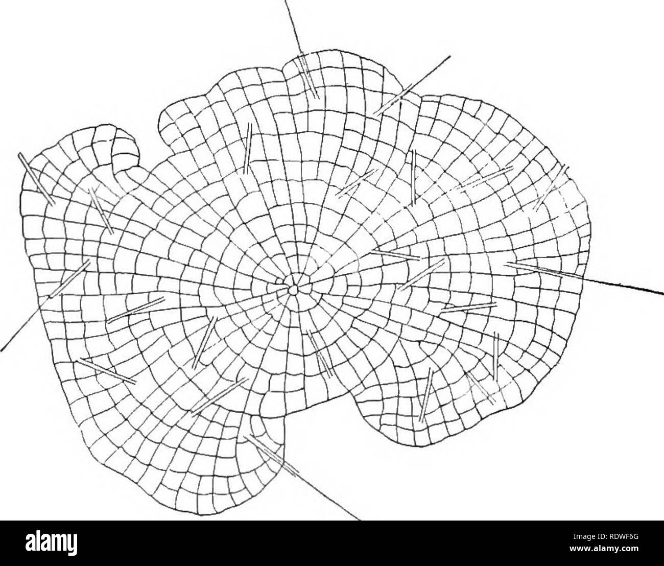 Clusters of differentiation hi-res stock photography and images - Alamy