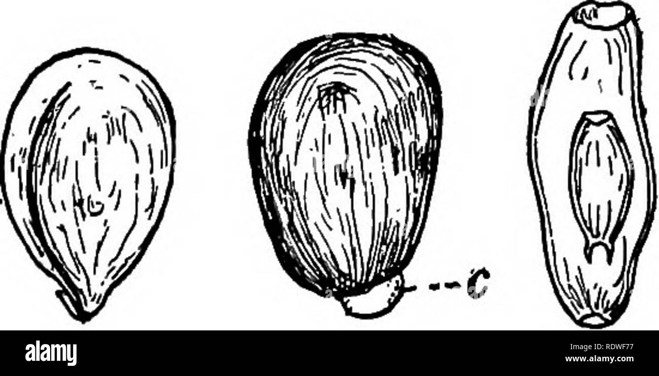 . Botany, with agricultural applications. Botany. NATURE AND STRUCTURE ...