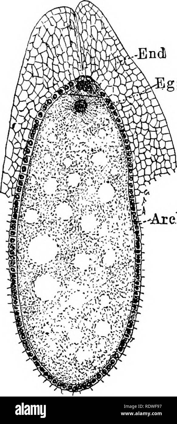 Sperm cell entering egg hi-res stock photography and images - Alamy