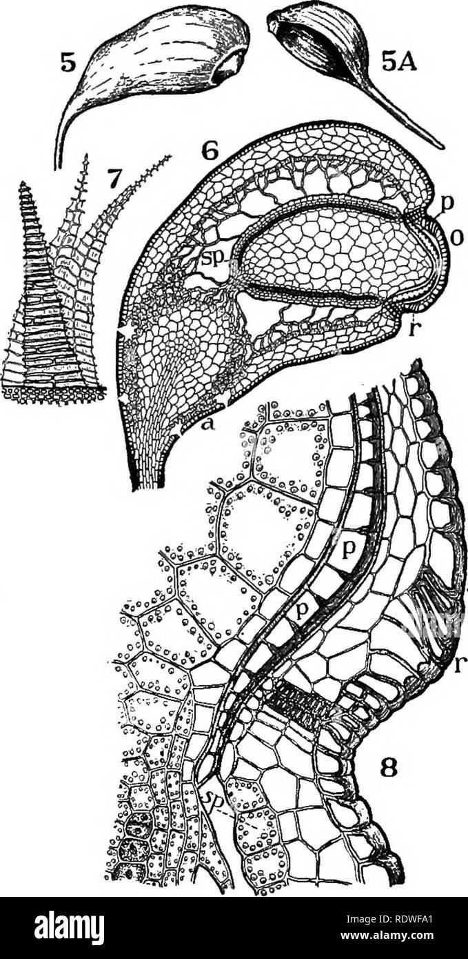Spore forming Black and White Stock Photos & Images - Alamy