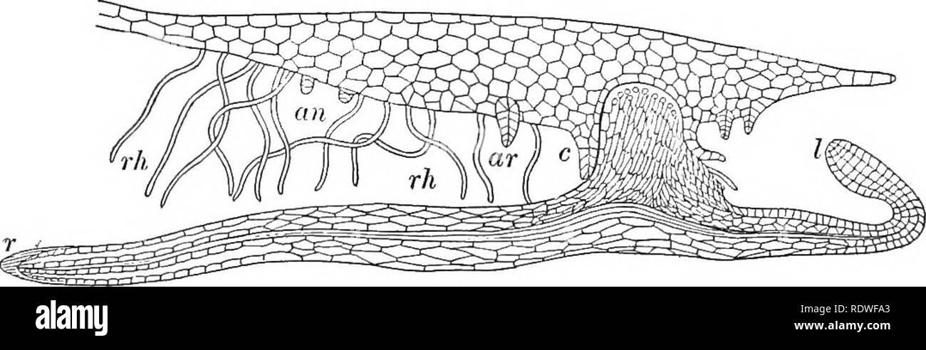 . Essentials of botany. Botany; Botany. 284 ESSENTIALS OF BOTANY (5 ...