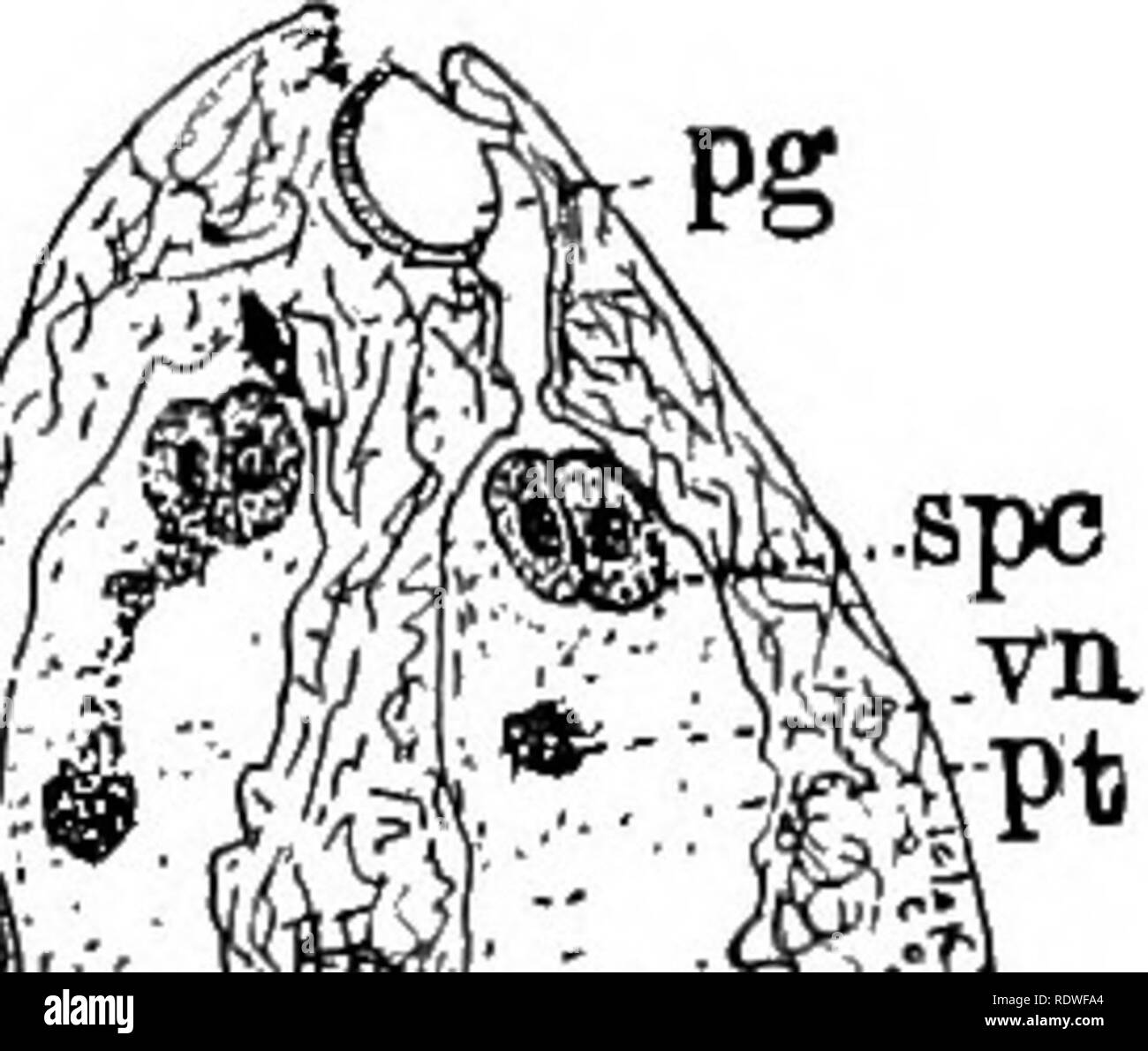 Archegonia pine hi-res stock photography and images - Alamy