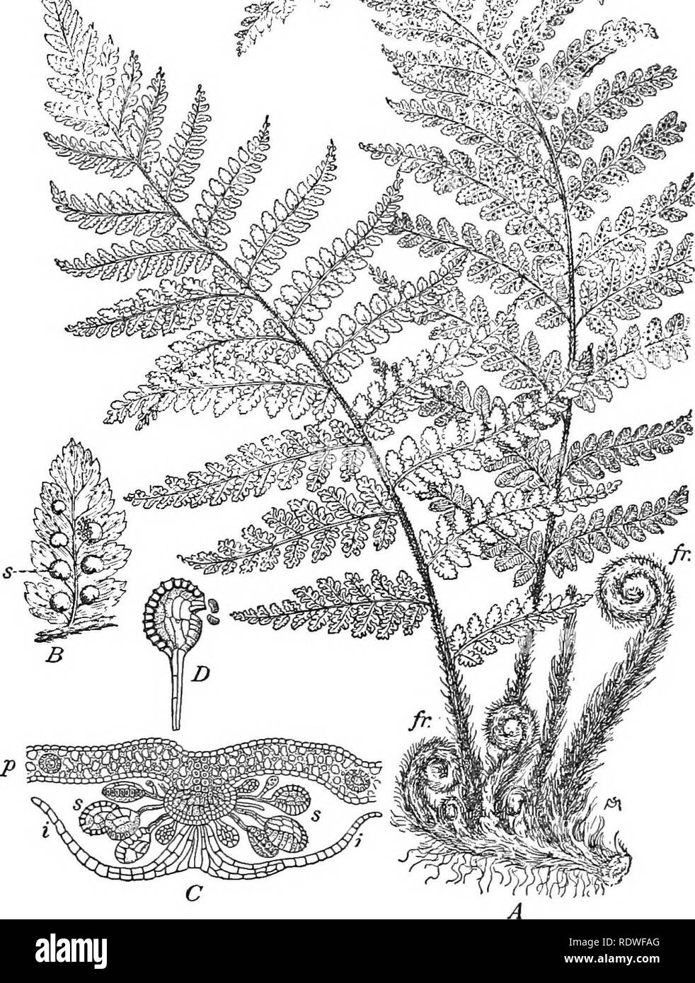 Fern leaf unrolling Black and White Stock Photos & Images - Alamy