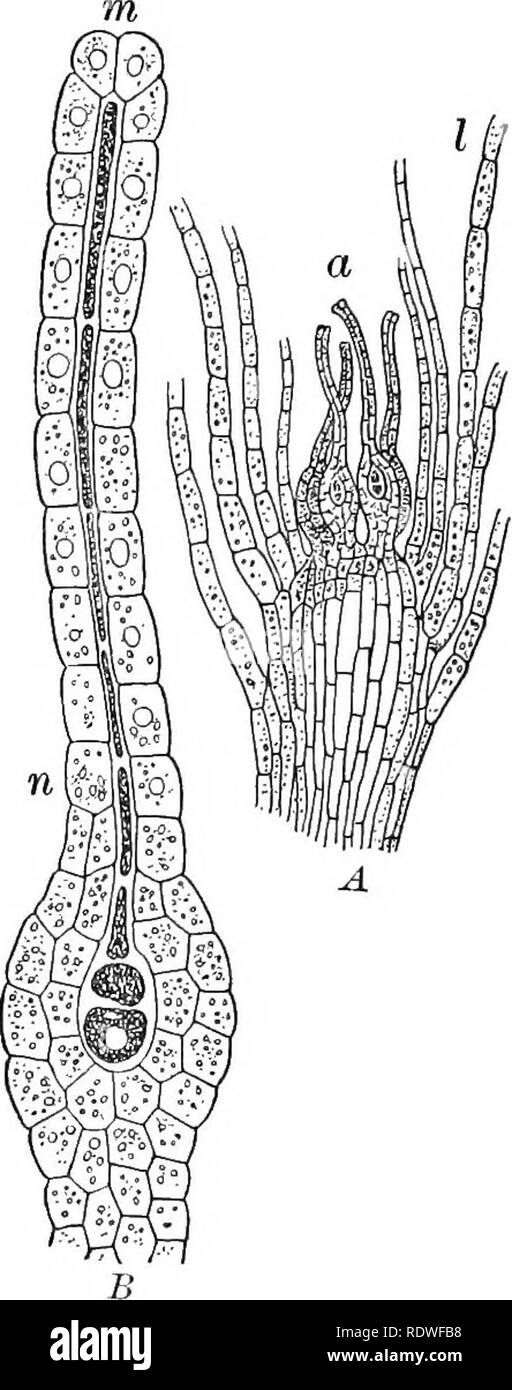 Funaria Diagram