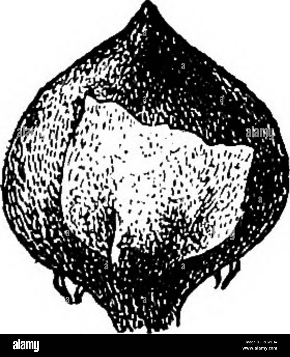 . Elementary botany. Botany. Fig. 264. Section of female cone of white ...