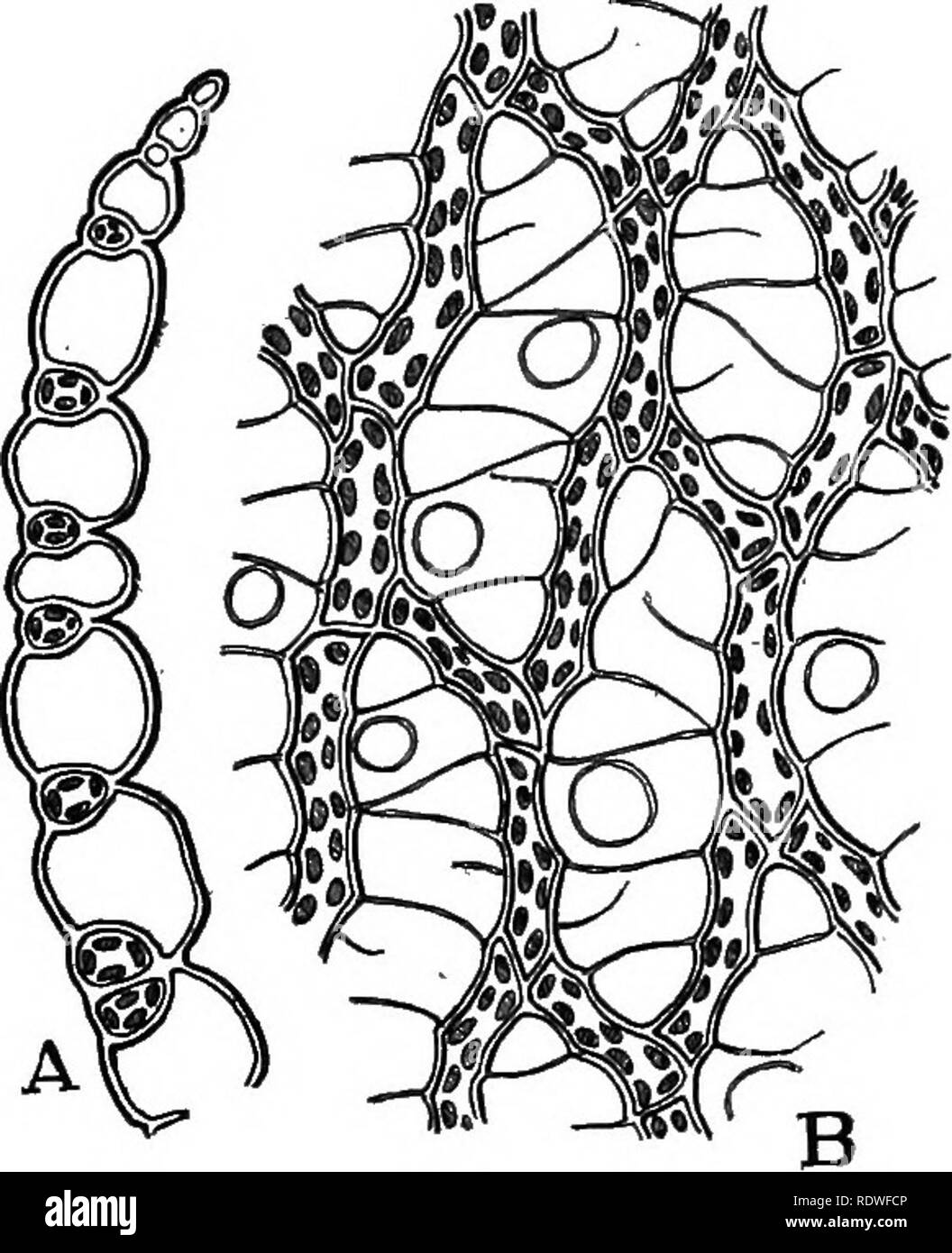 Spiral moss Black and White Stock Photos & Images - Alamy