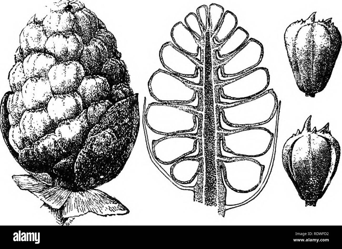 Cone scales of an open pine cone Black and White Stock Photos & Images ...