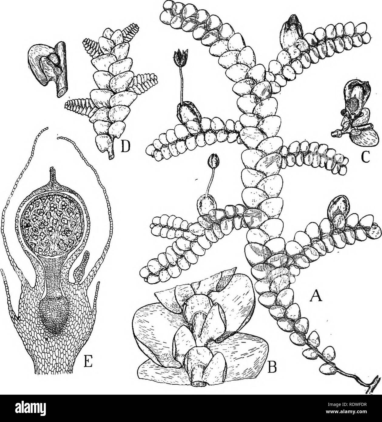 . Nature and development of plants. Botany. DEVELOPMENT OF PLANTS 289 ...
