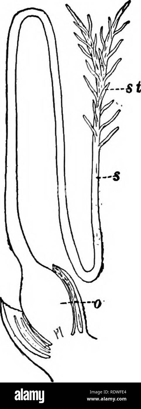 . Botany, with agricultural applications. Botany. 34 PISTILS AND ...