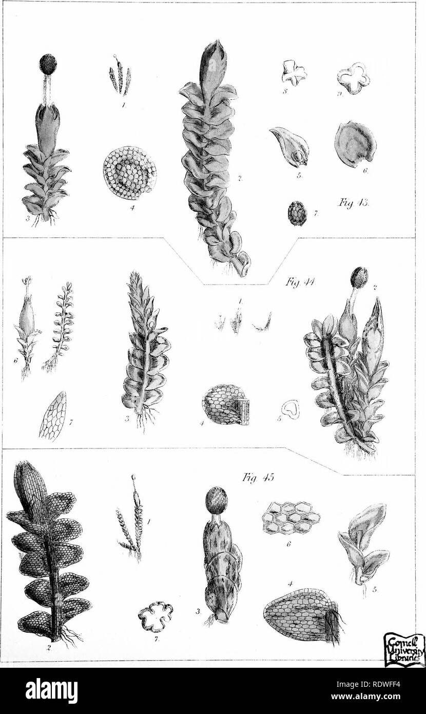 . British Hepaticae: containing descriptions and figures of the native ...