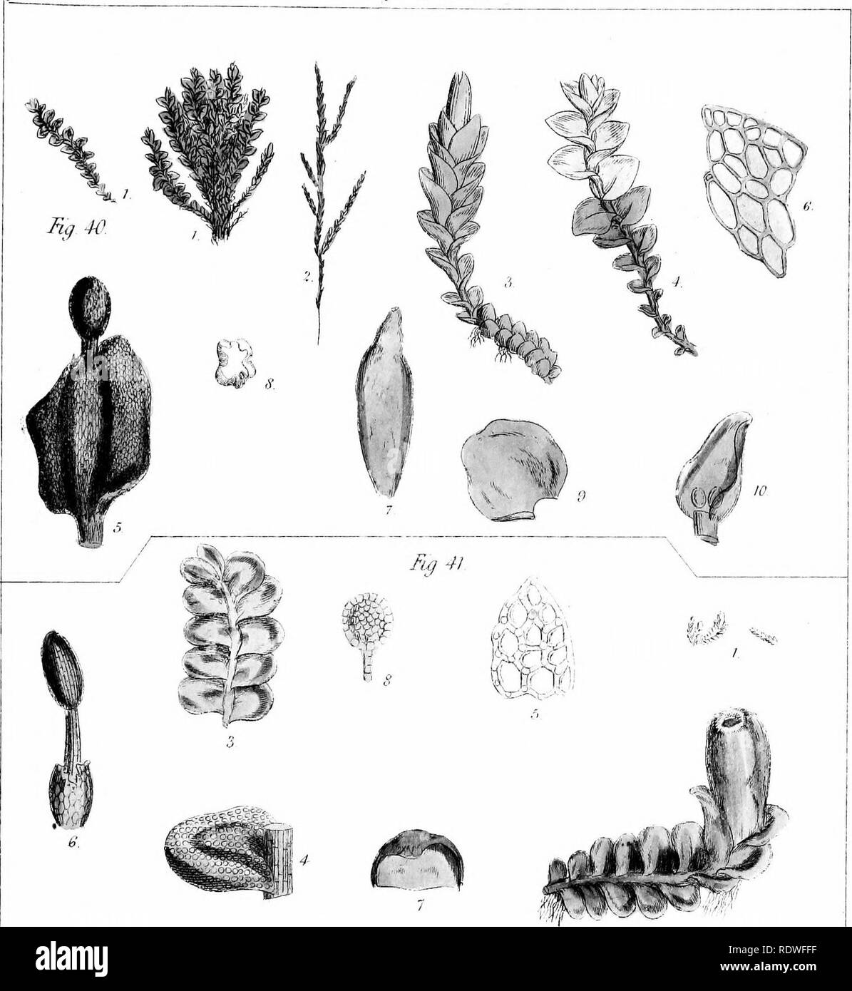 . British Hepaticae: containing descriptions and figures of the native ...