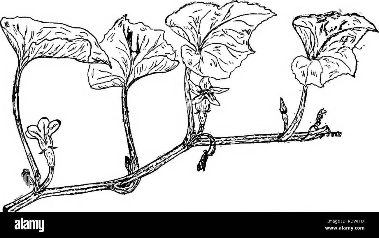 Squash Plant Drawing