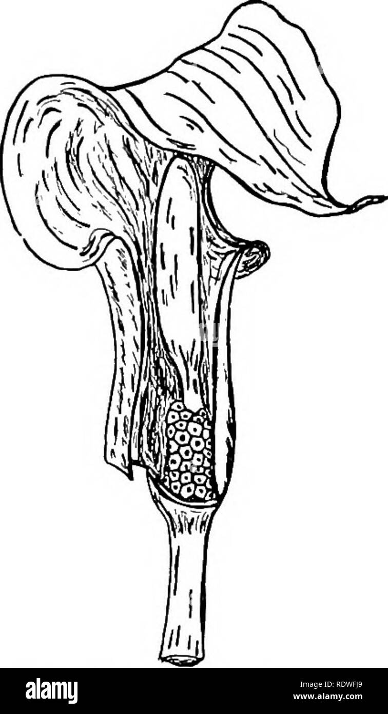 . Botany, with agricultural applications. Botany. 26 FLOWERS of hair ...