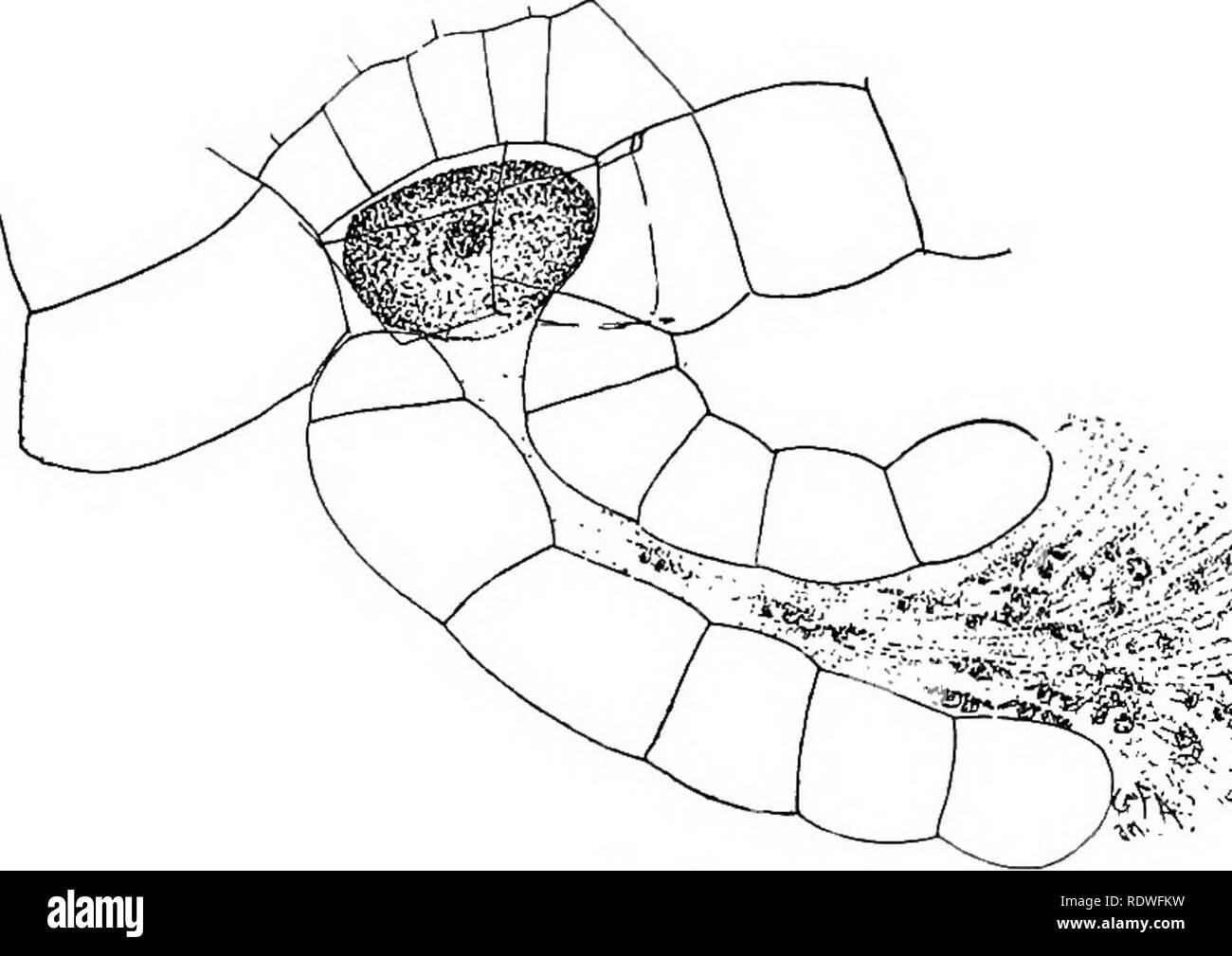 . Elementary botany. Botany. 182 MORPHOLOGY. the archegonia. One of ...