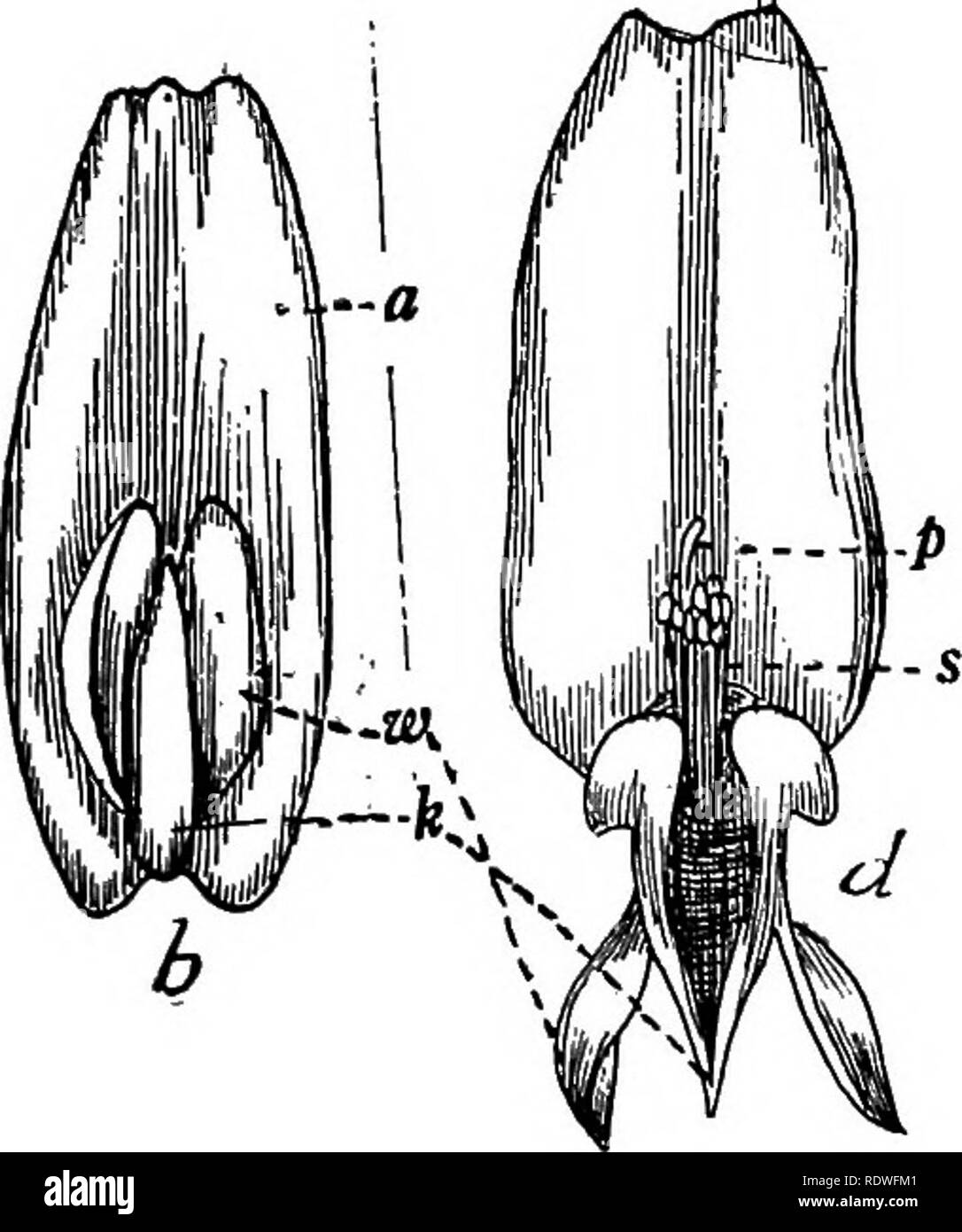 . Botany, with agricultural applications. Botany. FLOWERS OF THE ...