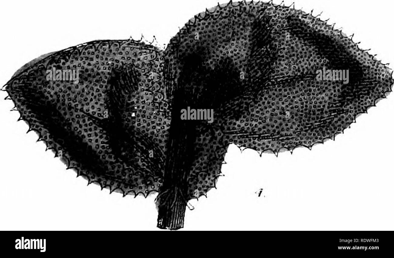 . British Hepaticae: containing descriptions and figures of the native ...