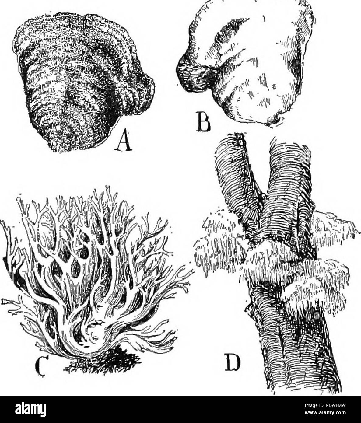 Hymenial Cut Out Stock Images & Pictures - Alamy