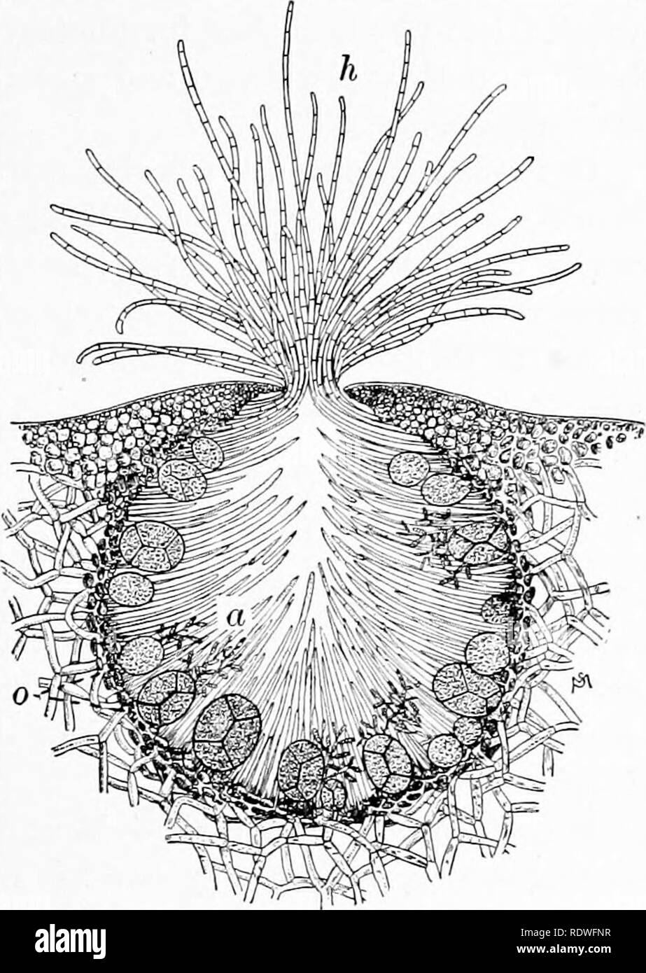 Bj and the bear hi-res stock photography and images - Alamy